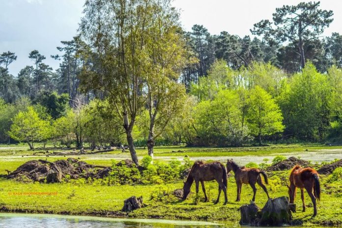 11 beautiful national parks to visit in Algeria - AAH.JZR