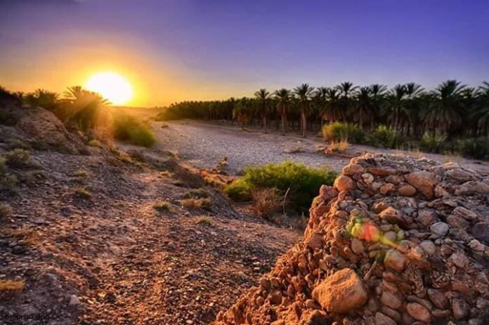 Le palmeraie de Ouled Djellal comme vous ne l’avez jamais vue