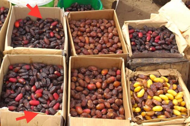 Connaissez-vous les variétés de dattes algérienne